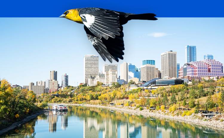 YEGPEDIA Flora and Fauna | Stories | Why Edmonton